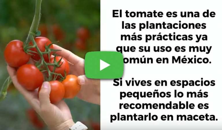 Sembrar tomates en tu casa - Clases y Contenidos Gratis - Partido Verde ...